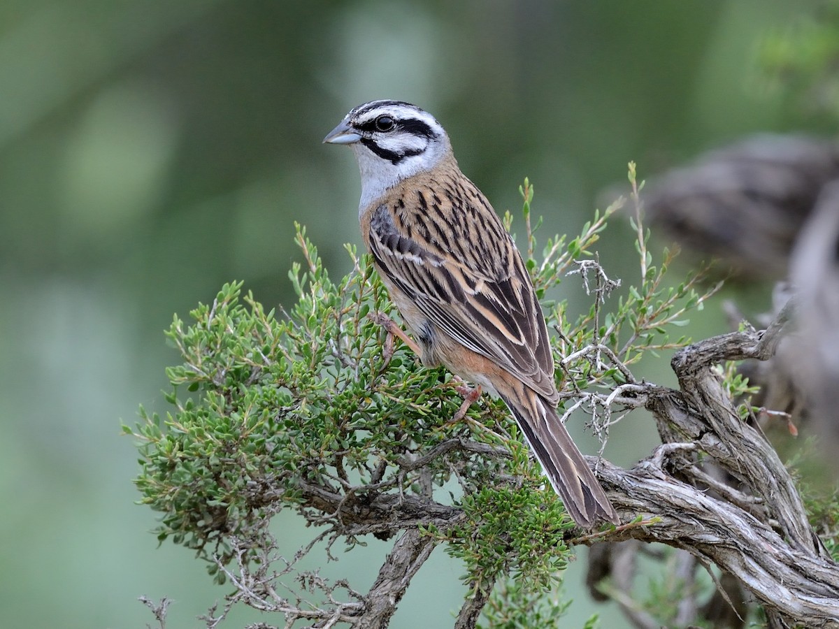 Rock Bunting - Emberiza cia - Birds of the World