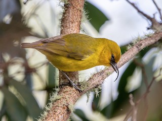 Akiapolaau - Hemignathus wilsoni - Birds of the World
