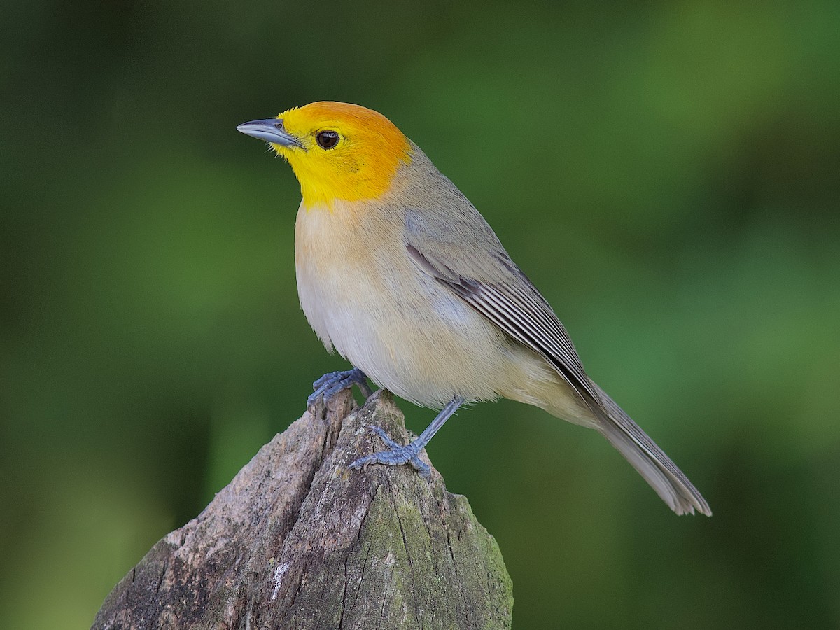 Orange-headed Tanager - Thlypopsis sordida - Birds of the World
