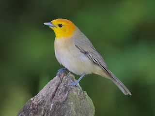 Orange-headed Tanager - Thlypopsis sordida - Birds of the World