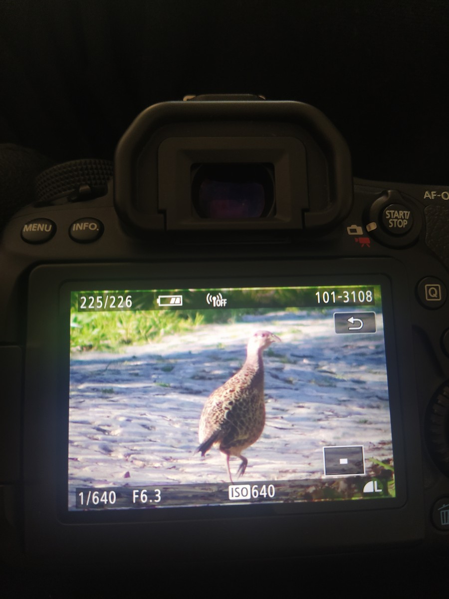 eBird Checklist - 1 Feb 2022 - RN Paul de Arzila - 16 species