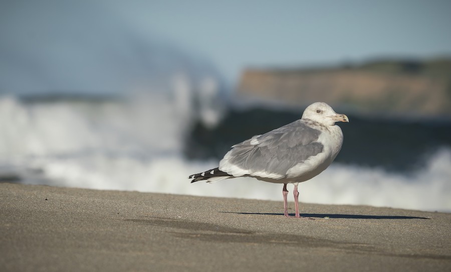 Larus sp. - eBird