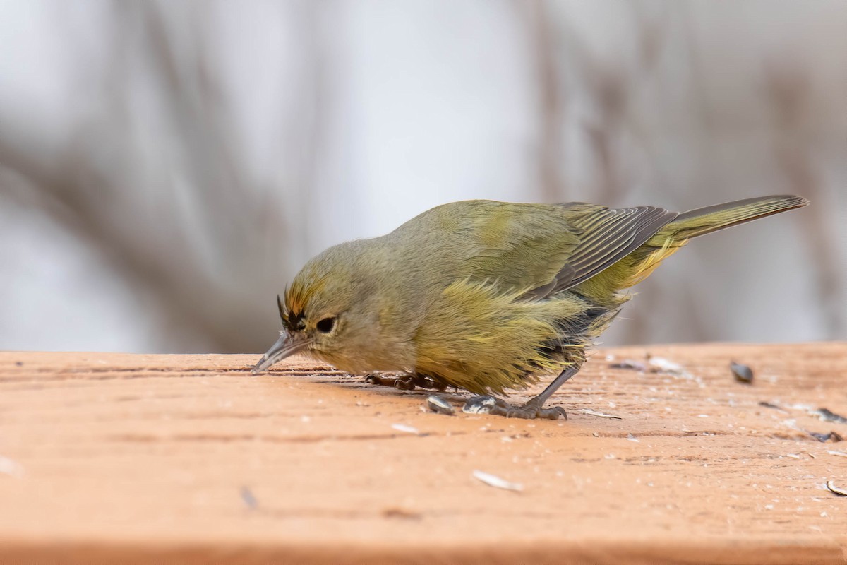 eBird Checklist - 2 Feb 2022 - Private Location - 5 species