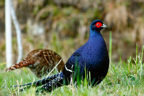Mikado Pheasant