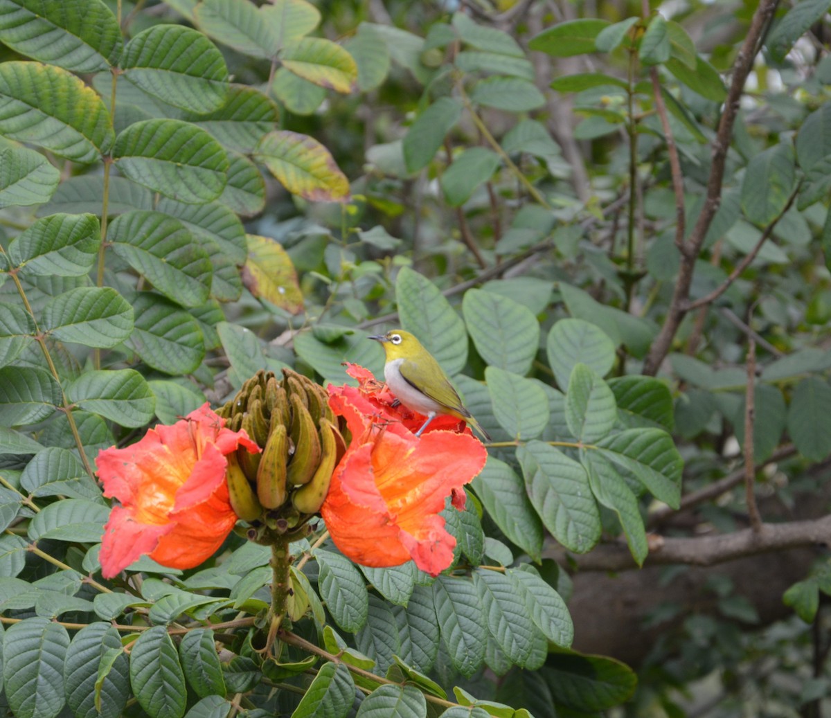 Zosterops sp. - eBird