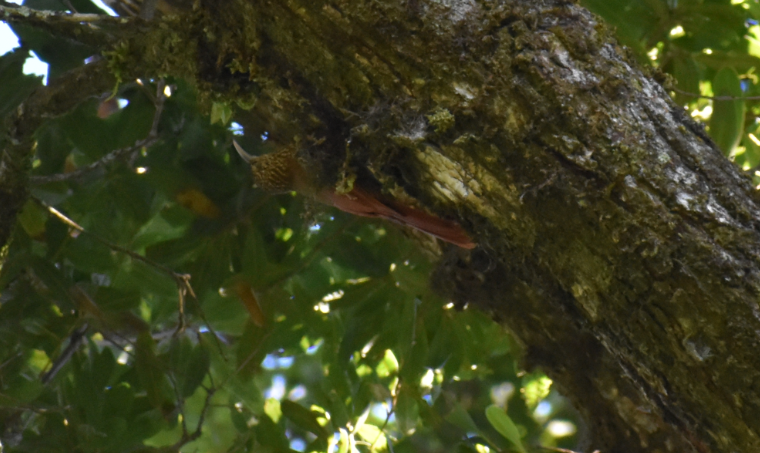 eBird Checklist - 25 Jan 2022 - Rodeo - 22 species