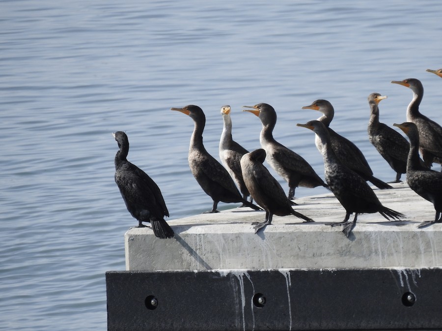Great/Double-crested Cormorant - eBird