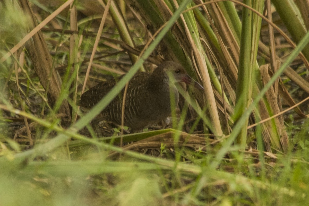 eBird Checklist - 29 Nov 2016 - katchathanallur - 13 species