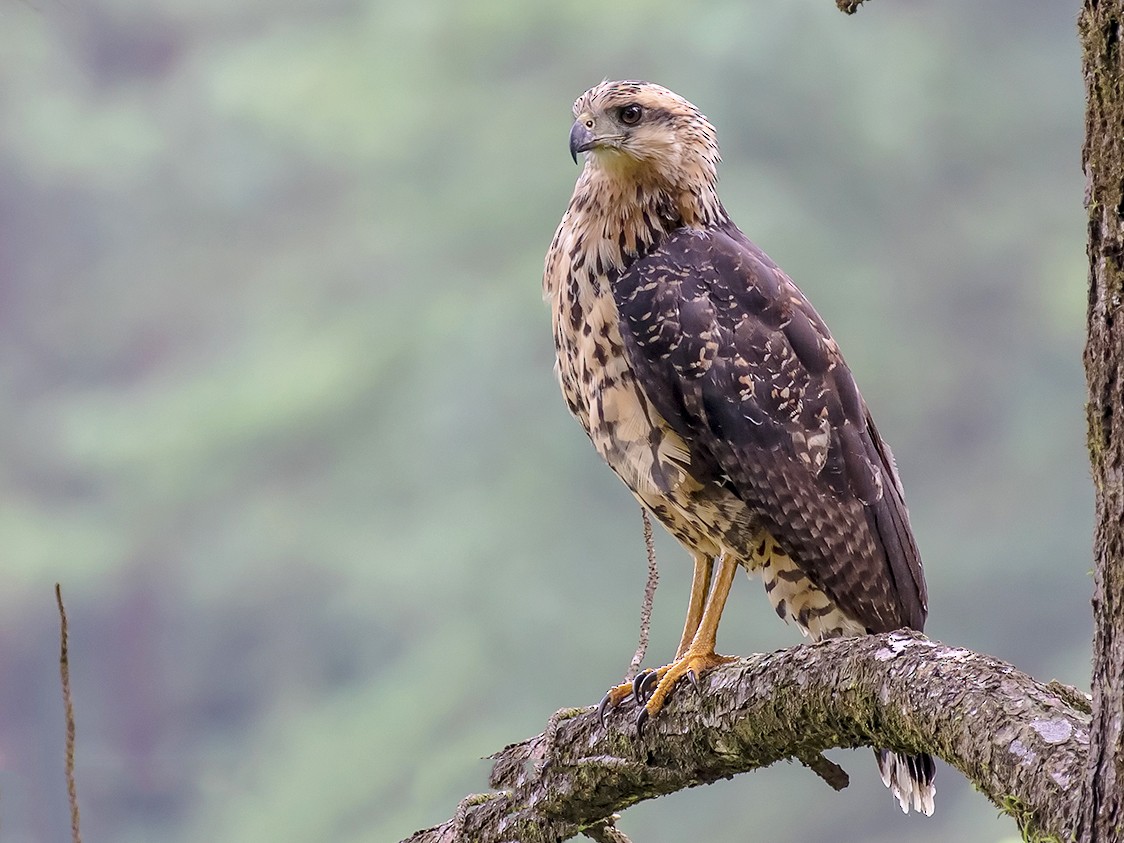 Great Black Hawk - eBird