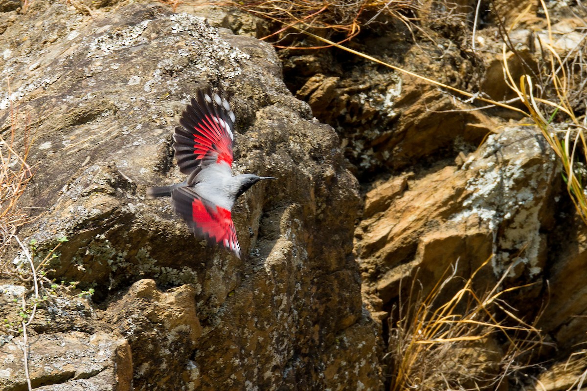 eBird Checklist - 29 Mar 2010 - Paro to Thimphu - 15 species