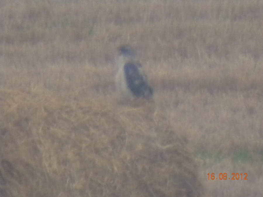 Falco pequeño sp. - eBird