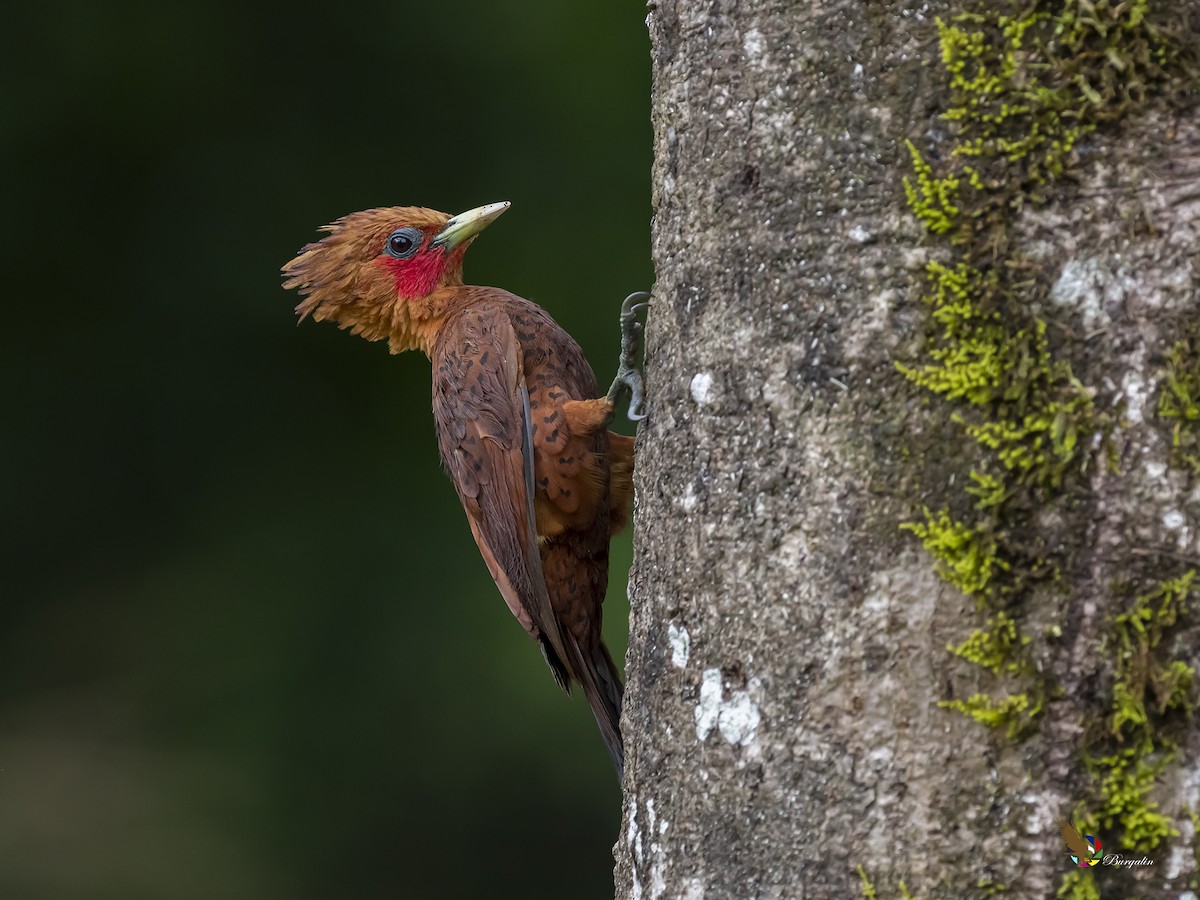 Chestnut-colored Woodpecker - Celeus castaneus - Birds of the World