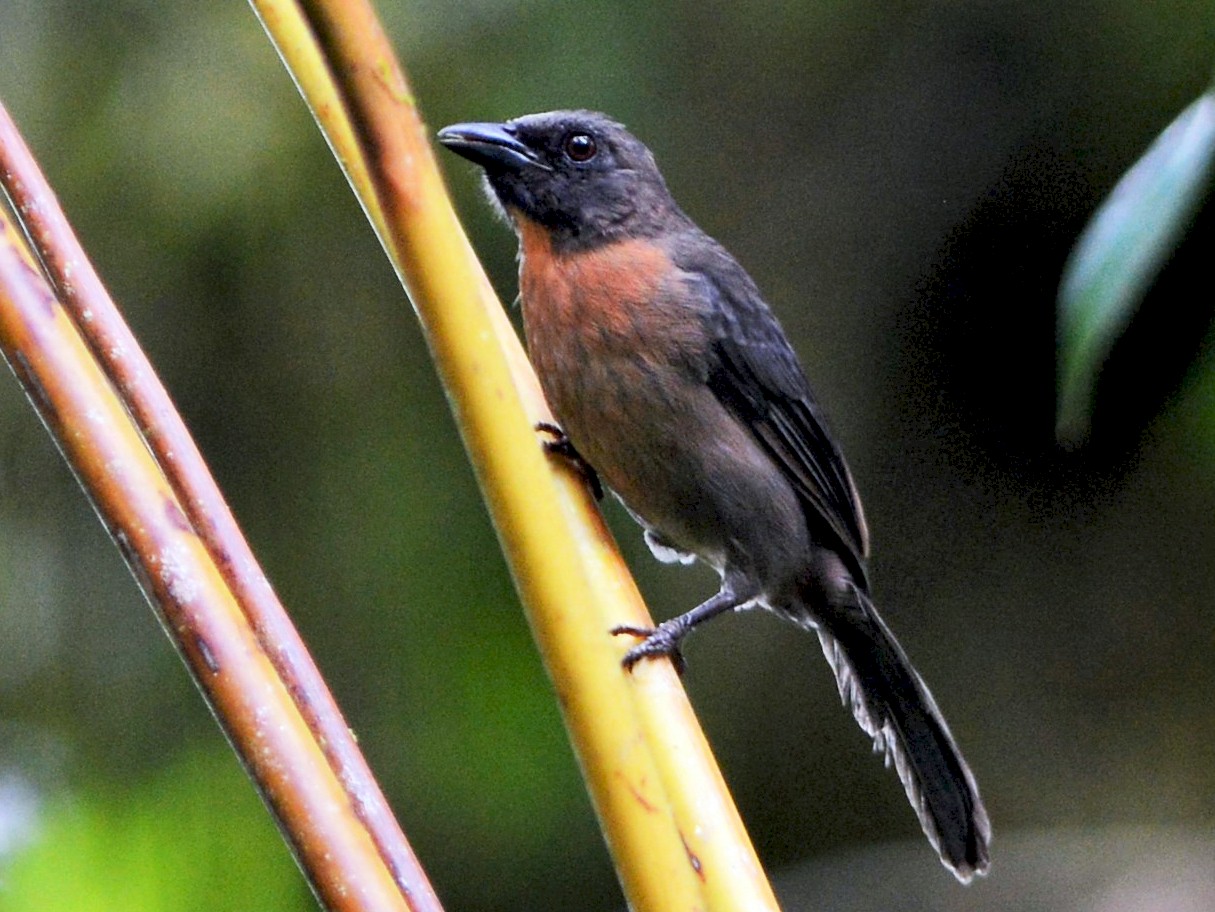 Black-cheeked Ant-Tanager - eBird