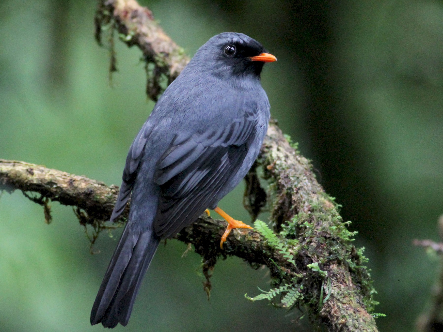 Black-faced Solitaire - eBird