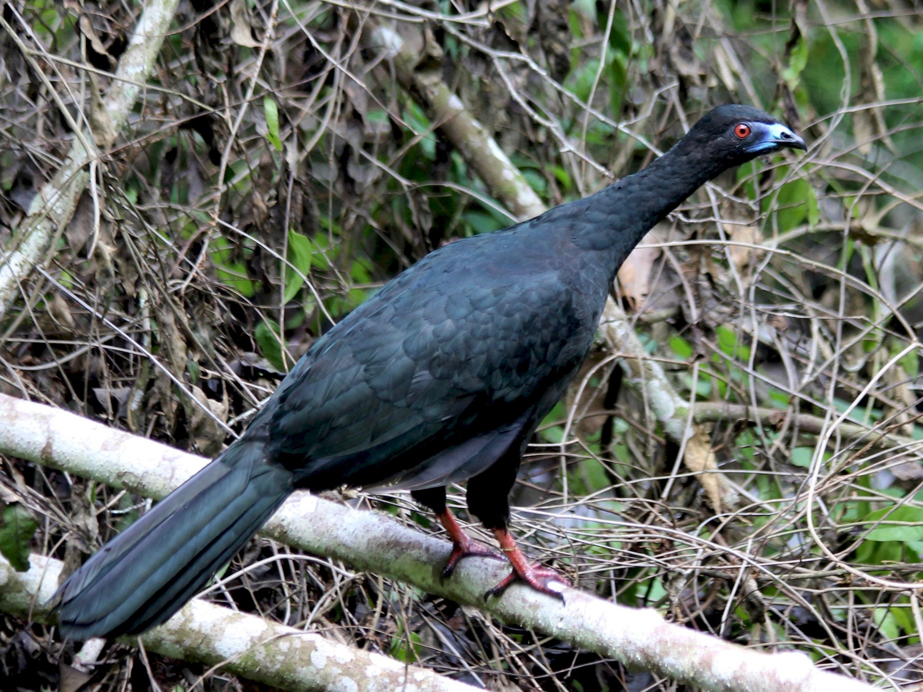 Black Guan - eBird