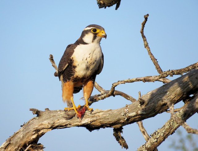 Northern Aplomado Falcon Habitat