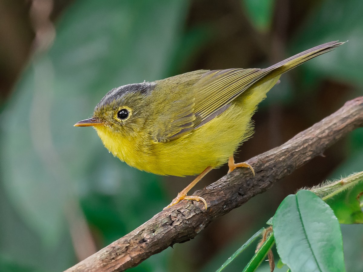 Martens's Warbler - Phylloscopus omeiensis - Birds of the World