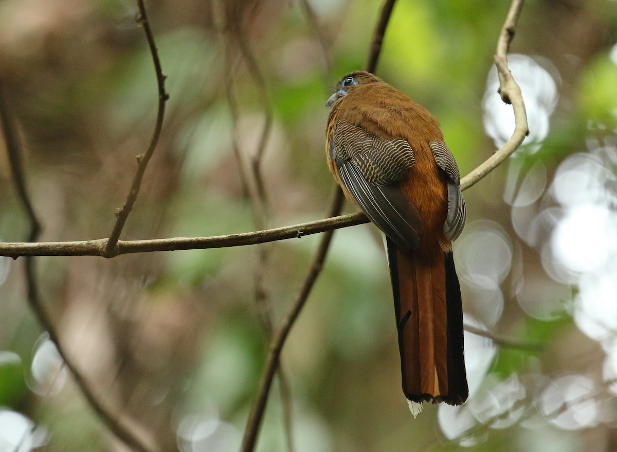 eBird Checklist - 22 Apr 2016 - MY-Pahang-Tembeling - 4.3851x102.4004 ...