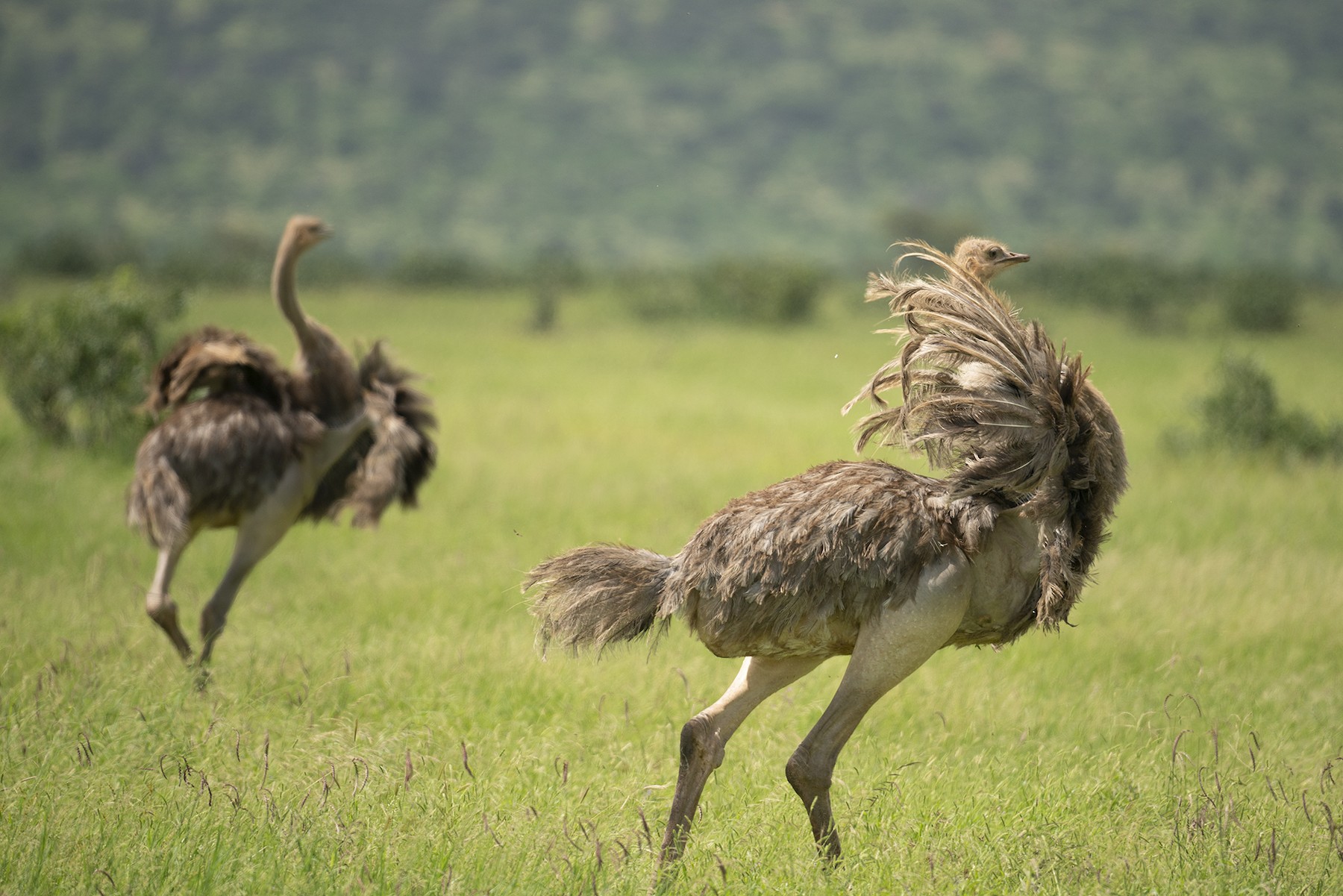 Common/Somali Ostrich - eBird