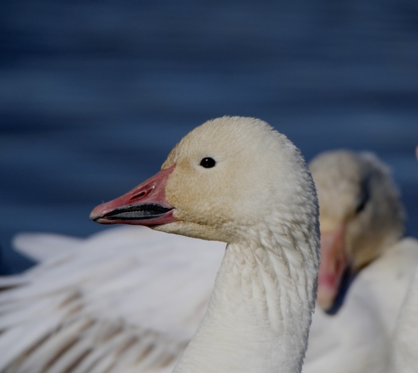 eBird Checklist - 5 Feb 2022 - Colusa National Wildlife Refuge, Colusa ...
