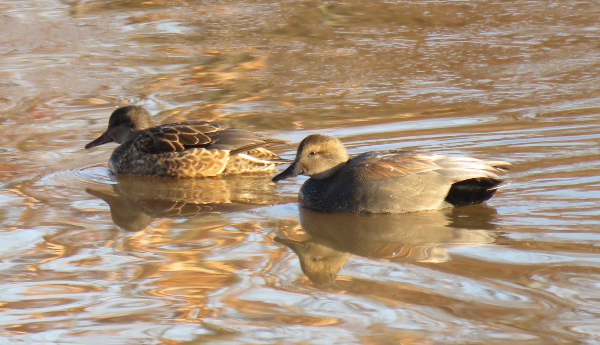 eBird Checklist - 6 Feb 2022 - Cannon Branch Fort - 16 species (+1 ...