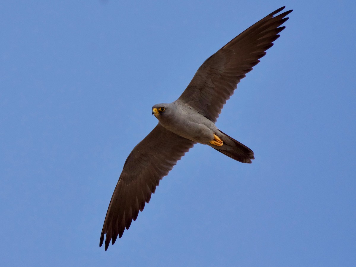 Sooty Falcon - Falco concolor - Birds of the World