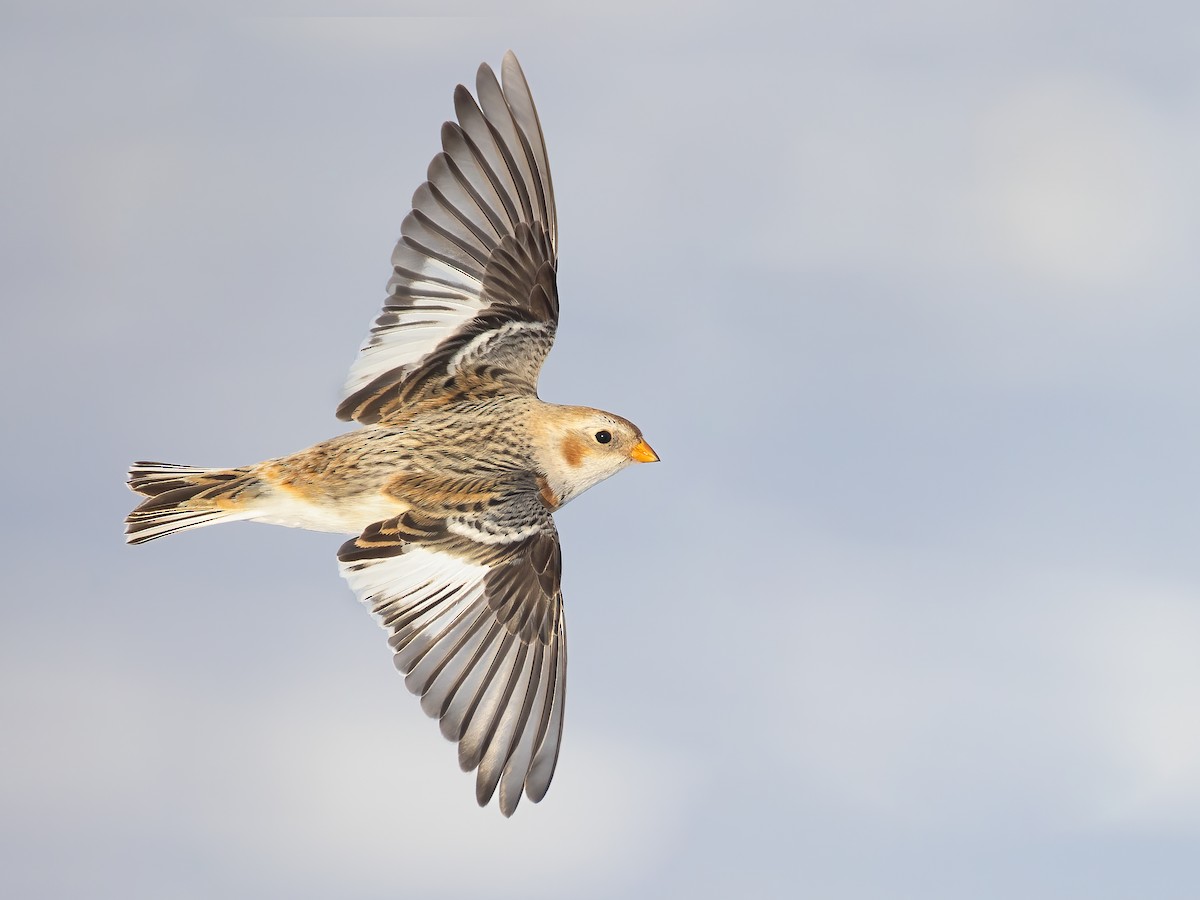 Snow Bunting - Plectrophenax nivalis - Birds of the World