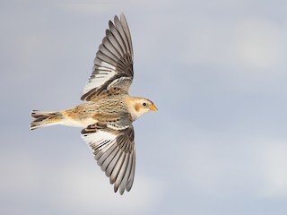 Snow Bunting - Plectrophenax nivalis - Birds of the World