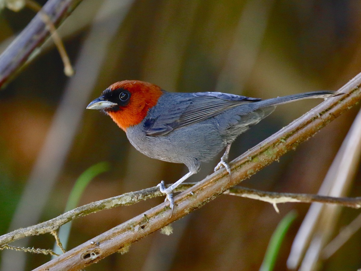 Chestnut-headed Tanager - Thlypopsis pyrrhocoma - Birds of the World