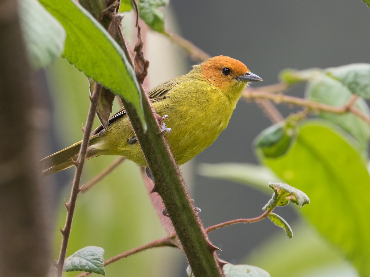 Rust-and-yellow Tanager - Thlypopsis ruficeps - Birds of the World
