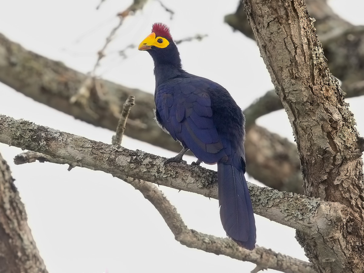 Ross's Turaco - Tauraco rossae - Birds of the World