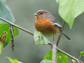 Rusty-browed Warbling Finch - Microspingus erythrophrys - Birds of the ...