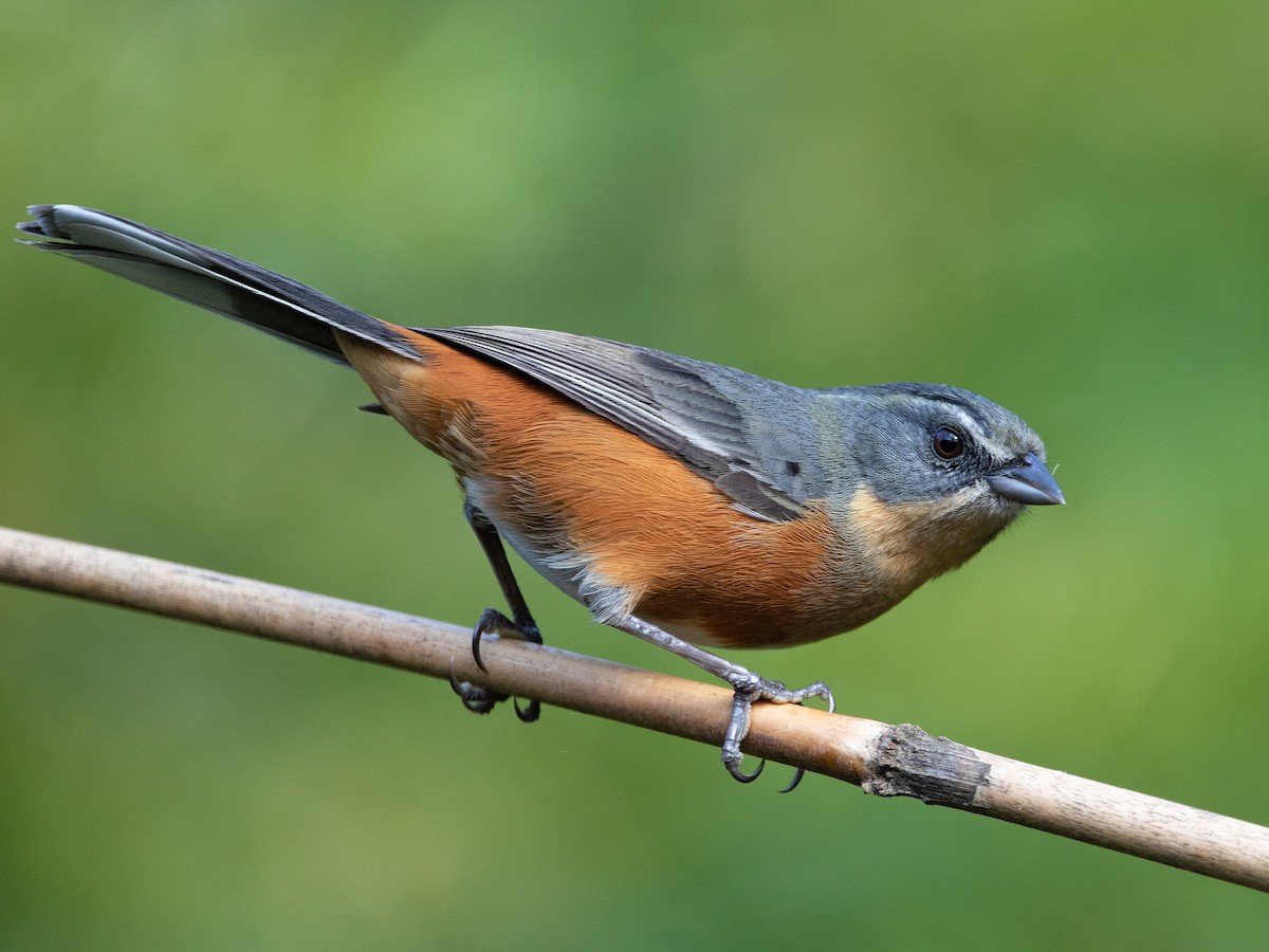 Buff-throated Warbling Finch - Microspingus lateralis - Birds of the World
