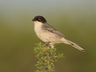 Black-capped Warbling Finch - Microspingus melanoleucus - Birds of the ...
