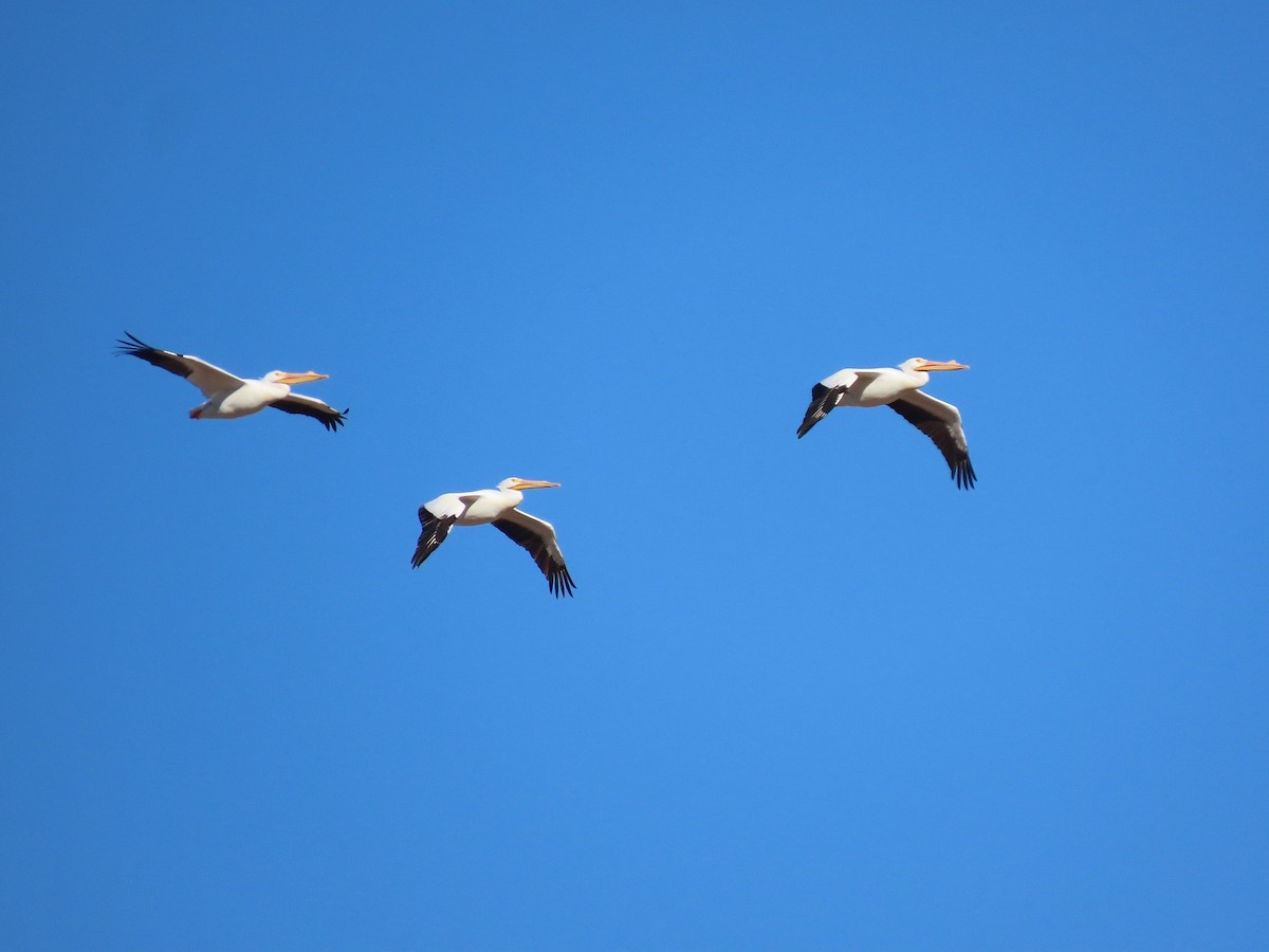 eBird Checklist - 6 Feb 2022 - Tres Rios Overbank Wetlands (permit ...