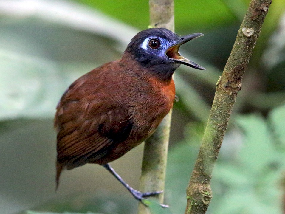 Chestnut-backed Antbird - Poliocrania exsul - Birds of the World