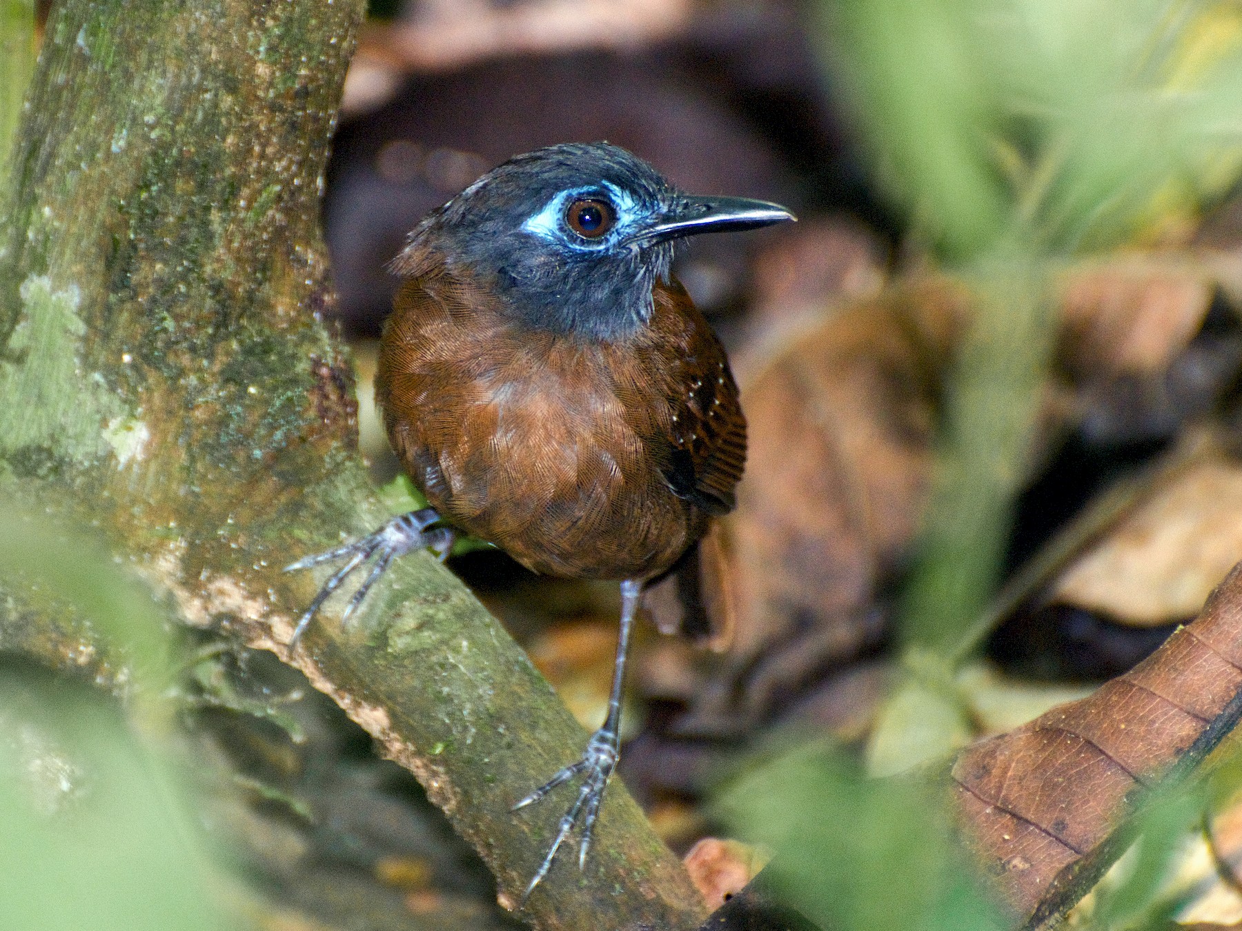 Chestnut-backed Antbird - eBird
