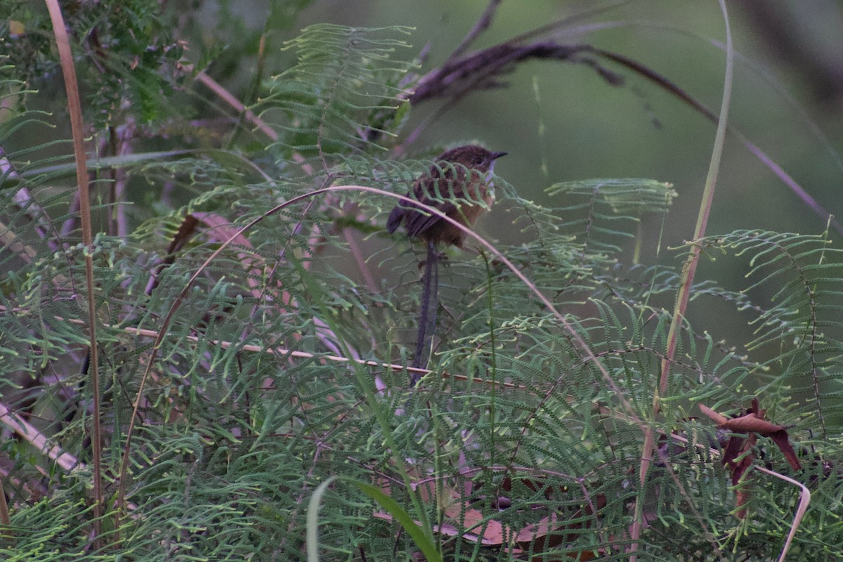 eBird Checklist - 7 Feb 2022 - Macclesfield, Evans Rd - 17 species