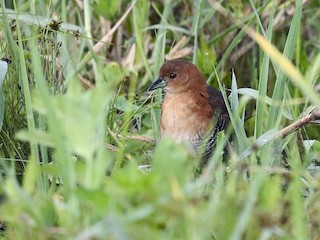 White-throated Crake - eBird