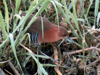 White-throated Crake - eBird