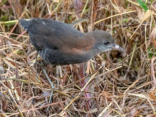White-throated Crake - eBird