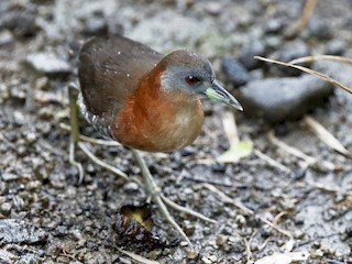 White-throated Crake - eBird