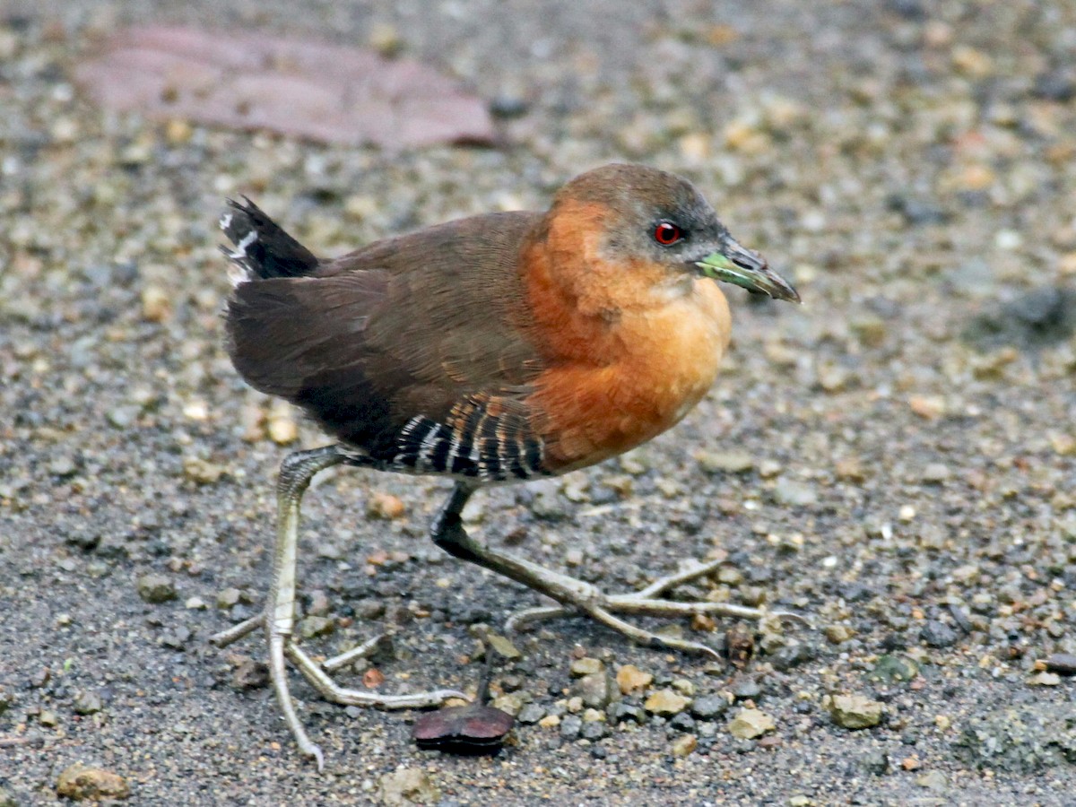 White-throated Crake - Laterallus albigularis - Birds of the World
