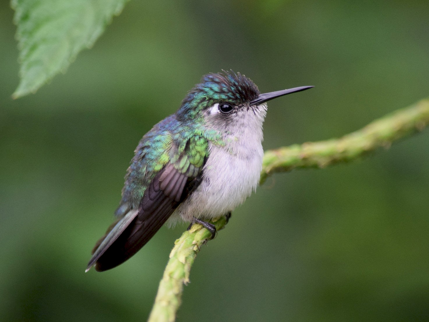 Violet-headed Hummingbird - eBird
