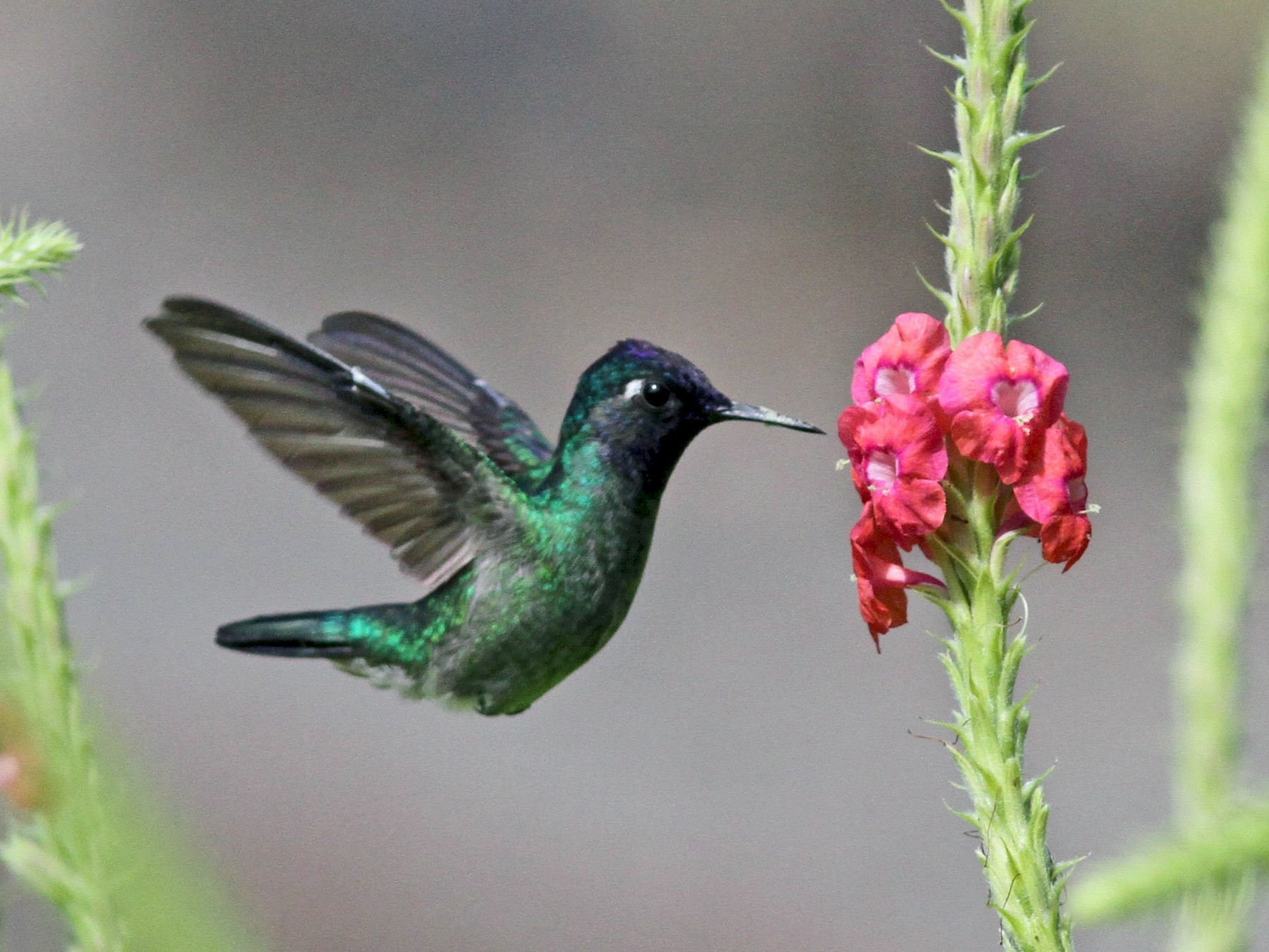 Violet-headed Hummingbird - eBird