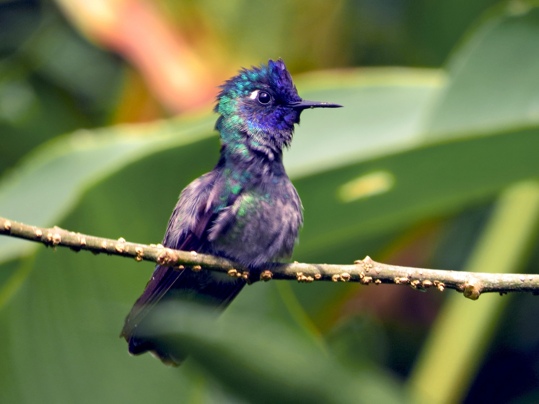 Purple Hummingbird Photos