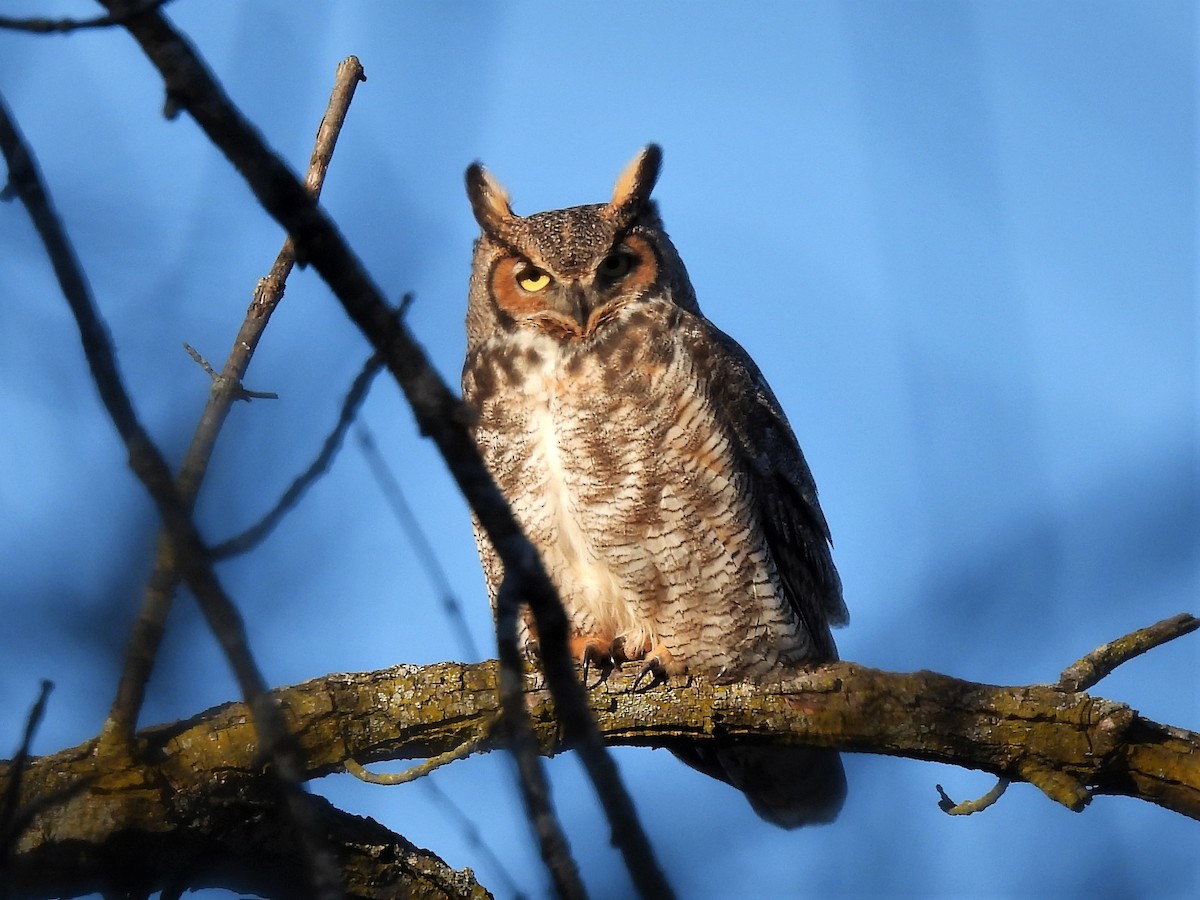 eBird Checklist - 6 Feb 2022 - Oakville, Suncor Woods - 3 species