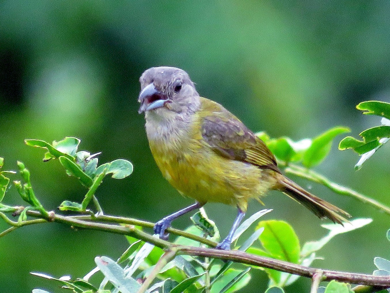 White-shouldered Tanager - eBird