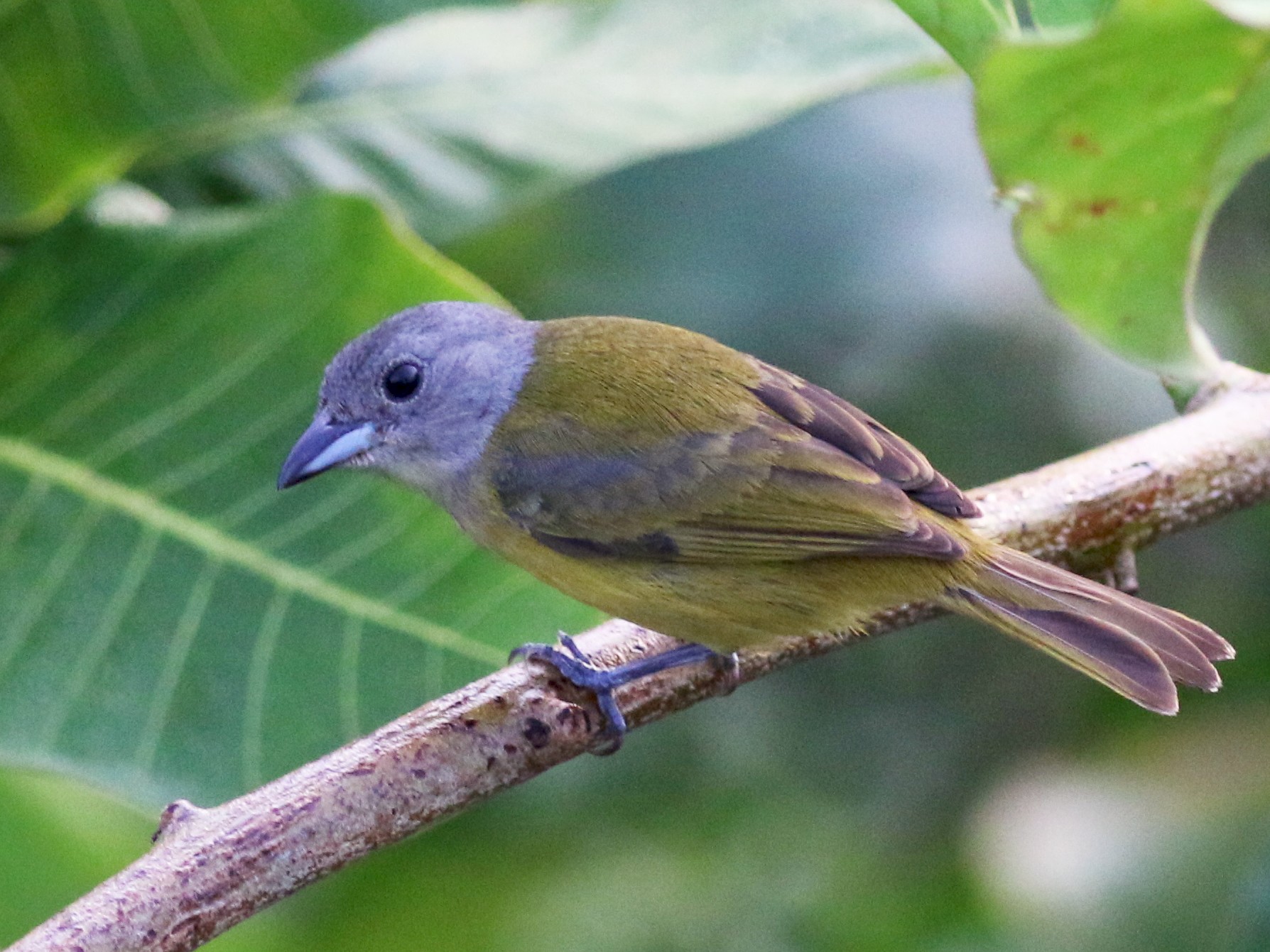 White-shouldered Tanager - eBird