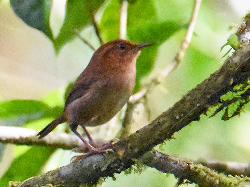 Ochraceous Wren - eBird